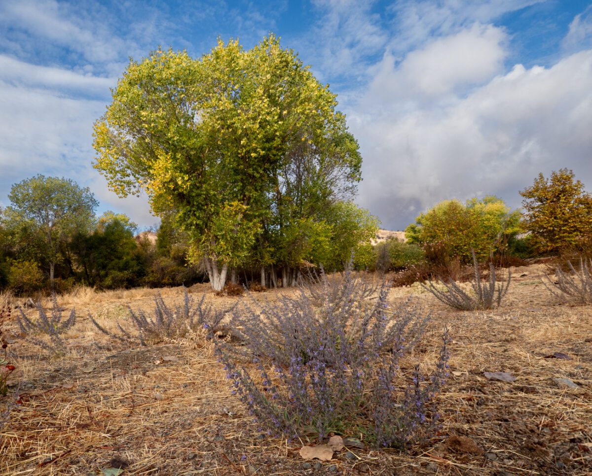 Dry Creek Preserve – Sequoia Riverlands Trust