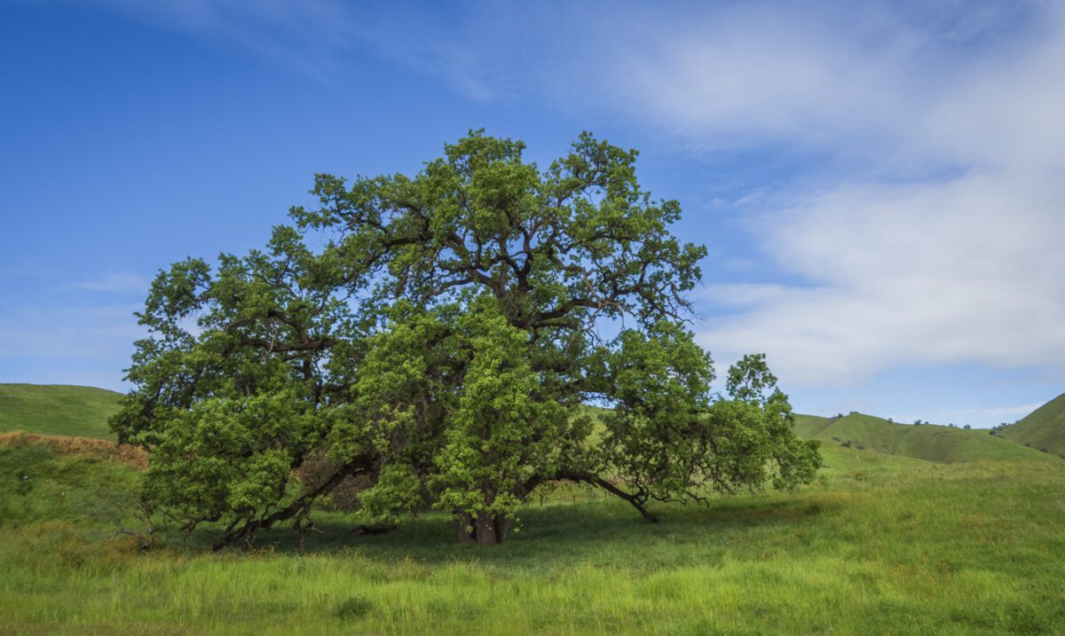 Dry Creek Preserve – Sequoia Riverlands Trust