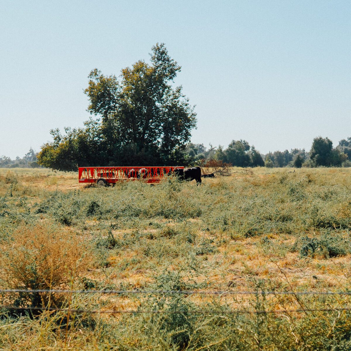 Kaweah Oaks Preserve – Sequoia Riverlands Trust
