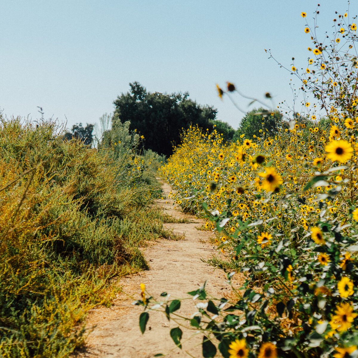 Kaweah Oaks Preserve – Sequoia Riverlands Trust
