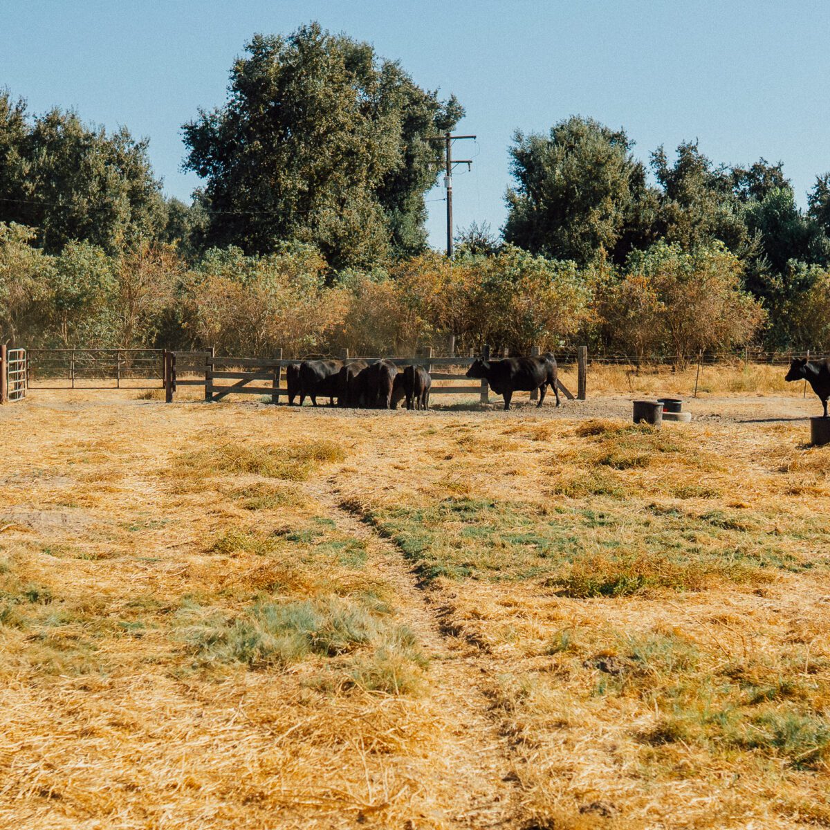 Kaweah Oaks Preserve – Sequoia Riverlands Trust